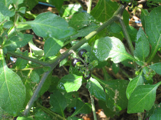 Deadly Nightshade vs. Black Nightshade | Root Simple