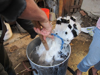 Slaughtering Turkeys for Thanksgiving | Root Simple