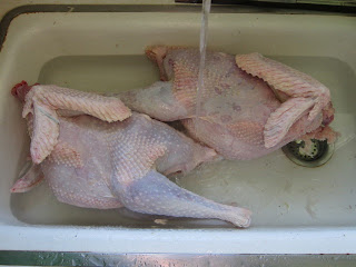 Slaughtering Turkeys for Thanksgiving | Root Simple