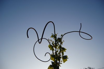 Ramshackled! | Root Simple