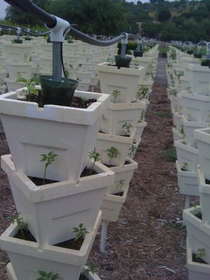 Vertical Micro-Farming | Root Simple