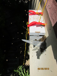 Trapping bees out of a kitchen vent | Root Simple