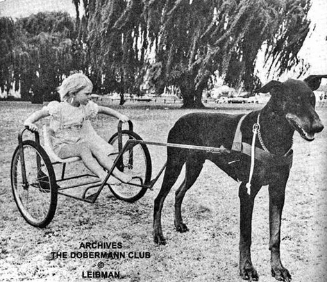 Picture Sundays: Doberman Chariots | Root Simple