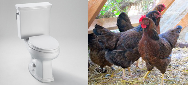 051 Toilets and Poultry | Root Simple