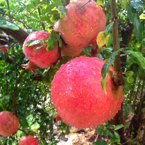 Figs Happen | Root Simple