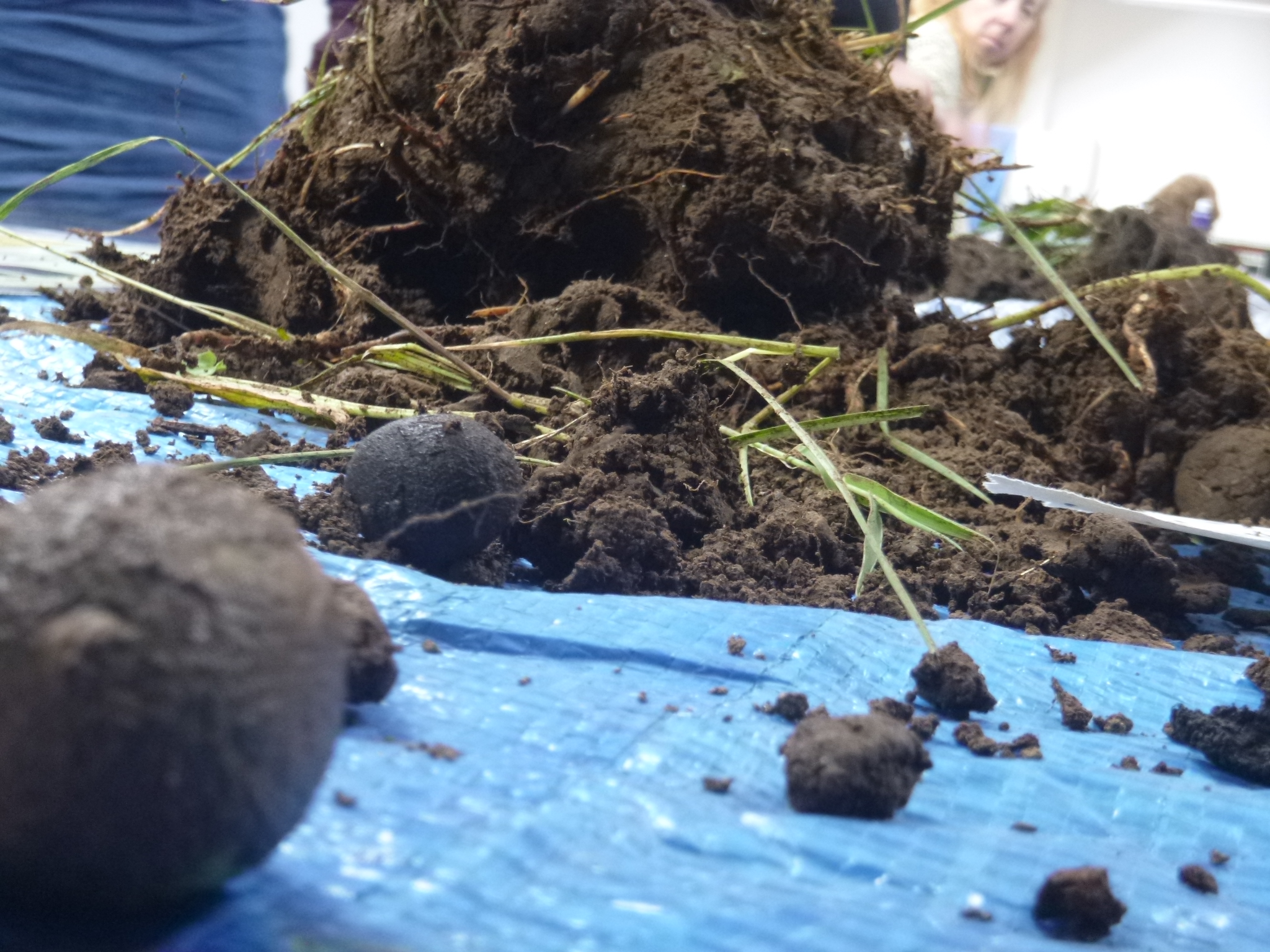 Soil Positive or just Soil Curious? Join Nancy Klehm For a Workshop on ...