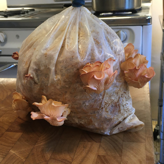 Growing Pink Oyster Mushrooms | Root Simple